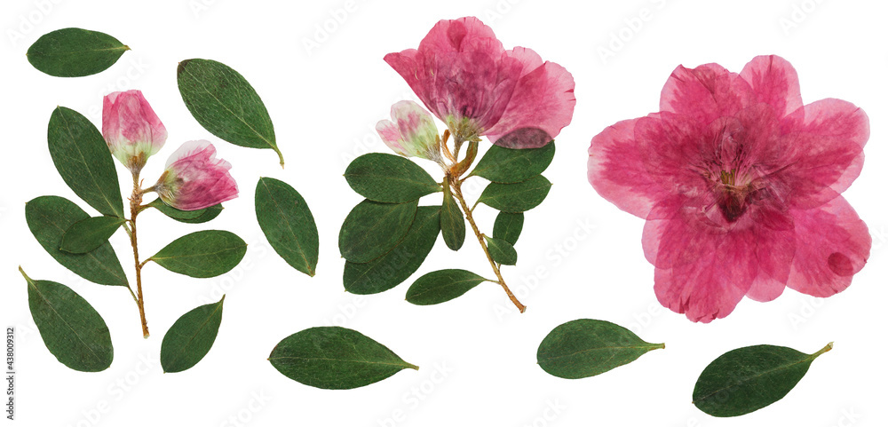 Pressed and dried flowers azalea, isolated on white background. For use ...
