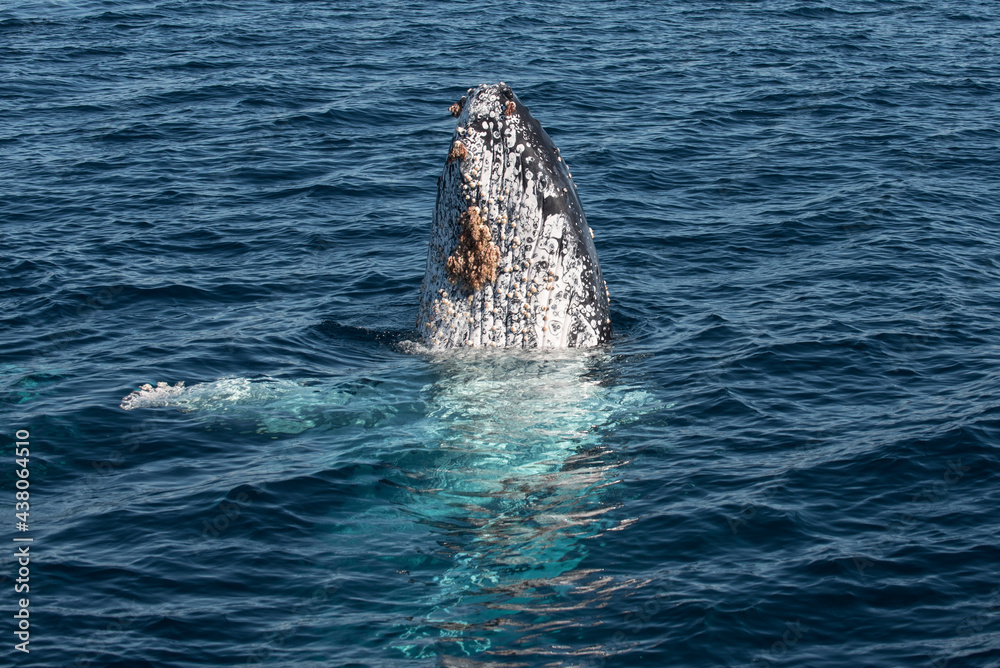 When a Humpback whale lifts its head out of water it is known as a spy ...