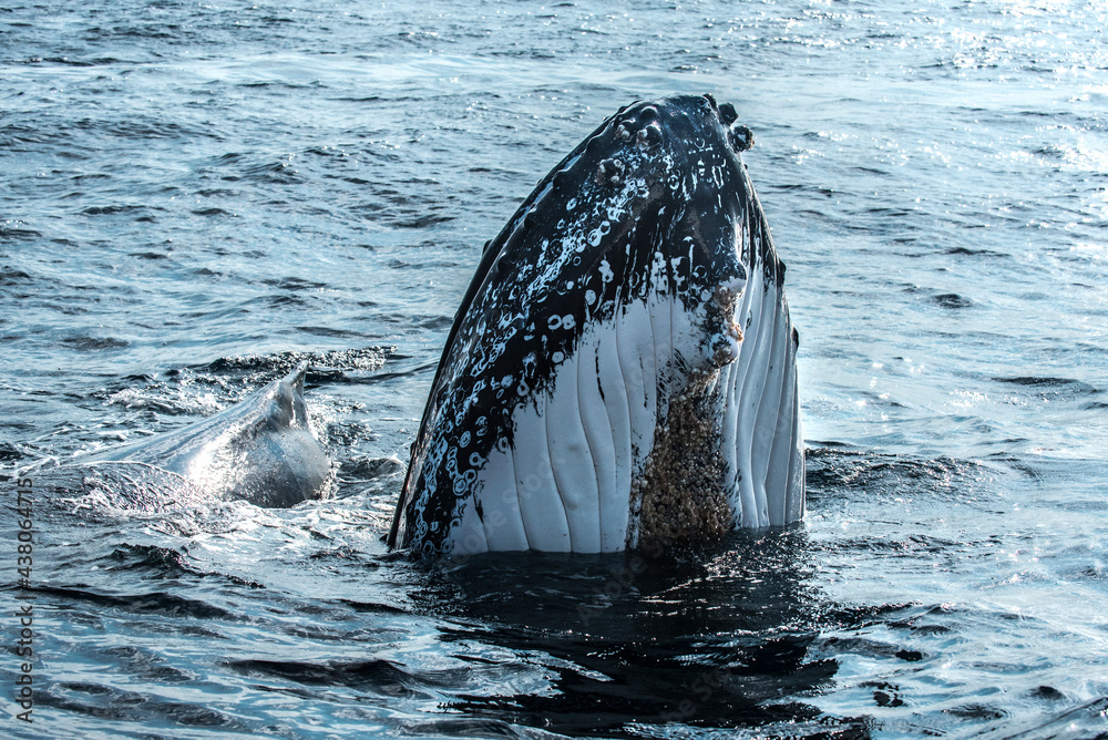 When a Humpback whale lifts its head out of water it is known as a spy ...