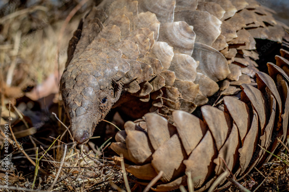 Ground pangolin rolling up in the grass. Stock Photo | Adobe Stock