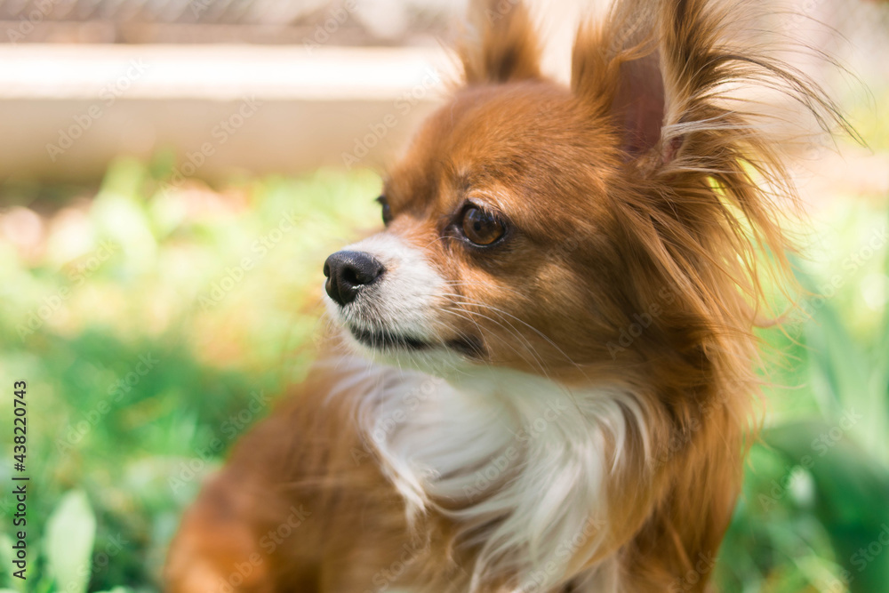 Chihuahua dog. Red-haired dog. Fluffy dog with long hair. Little dog ...
