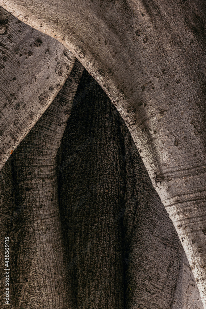 Parts Of Tree Trunk Stock Photo | Adobe Stock