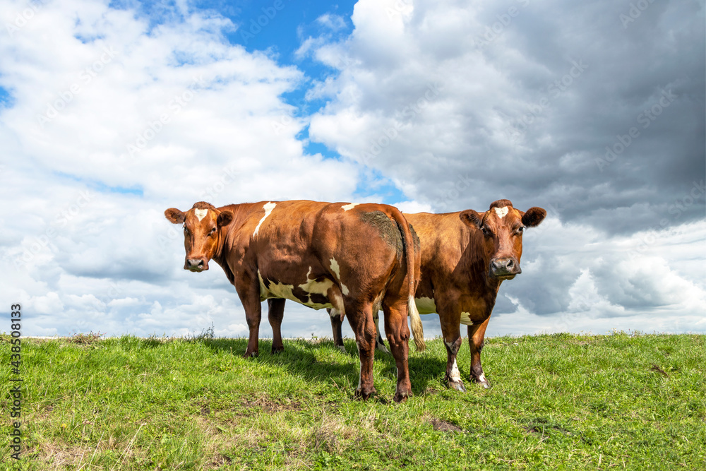 Two beef cows, meat and dairy cattle, dual purpose looking side by side ...