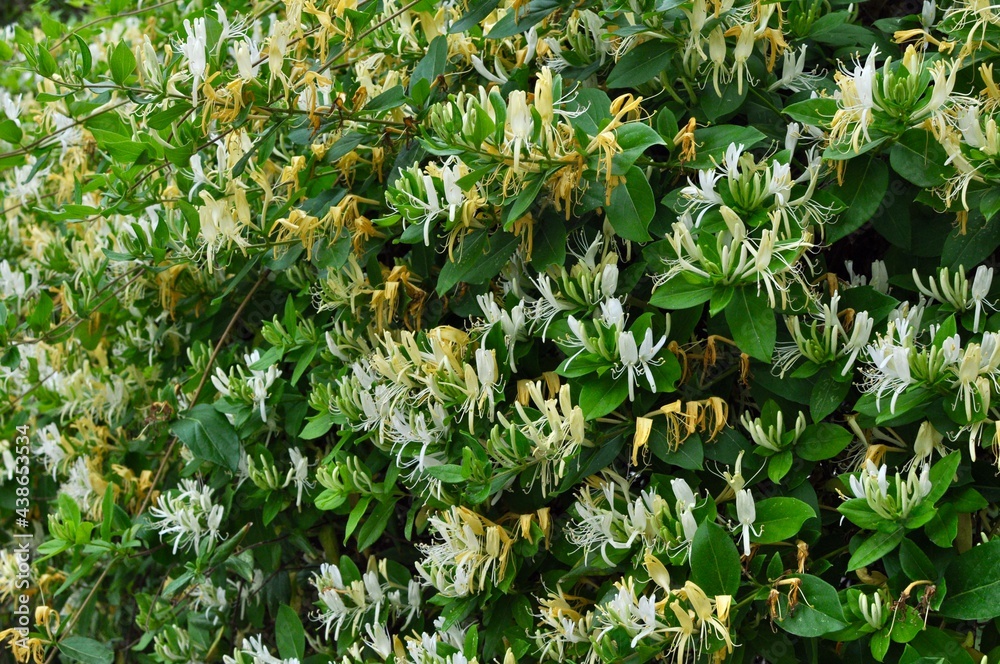 Blooming fragrant white yellow honeysuckle with green leaves ...