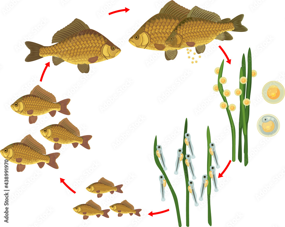 Fish life cycle. Sequence of stages of development of Crucian carp ...