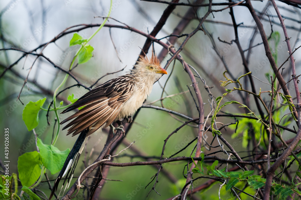 Scruffy-looking bird known as Guira cuckoo perching in the forest ...
