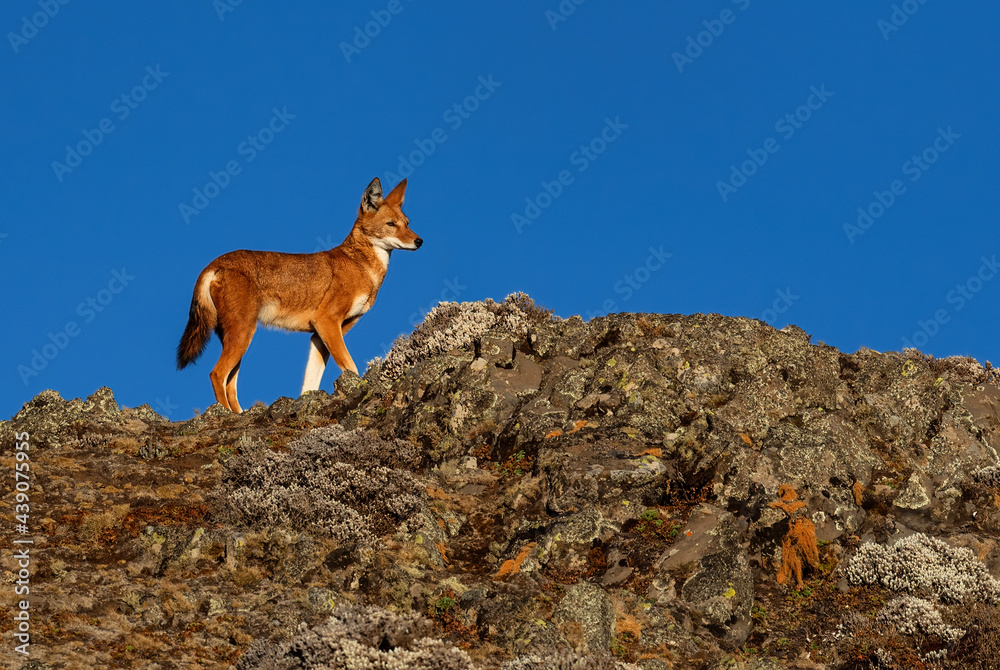 Ethiopian Wolf - Canis simensis, beautiful endangered wolf endemic in ...
