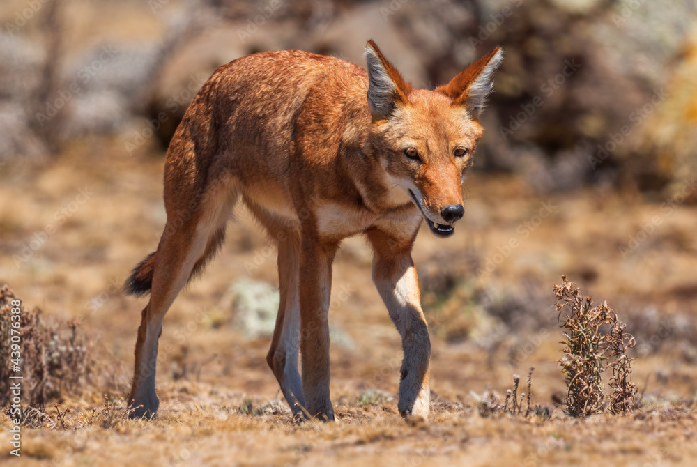 Ethiopian Wolf - Canis simensis, beautiful endangered wolf endemic in ...