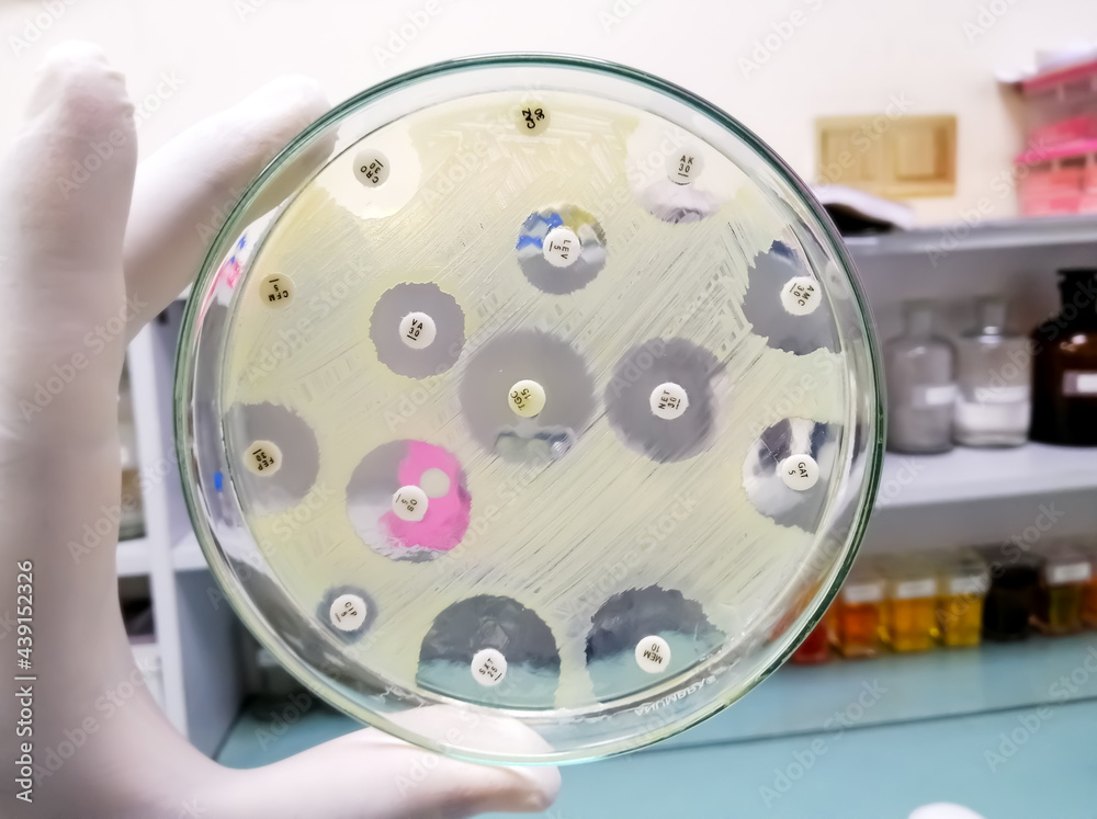Antimicrobial susceptibility testing in culture plate. Susceptibility ...