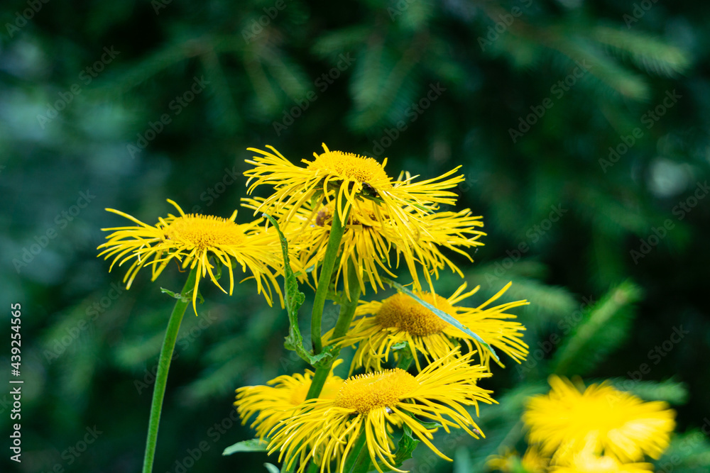 Elecampane, nardus golden flower (Нnula salicina). Drug plant in ...