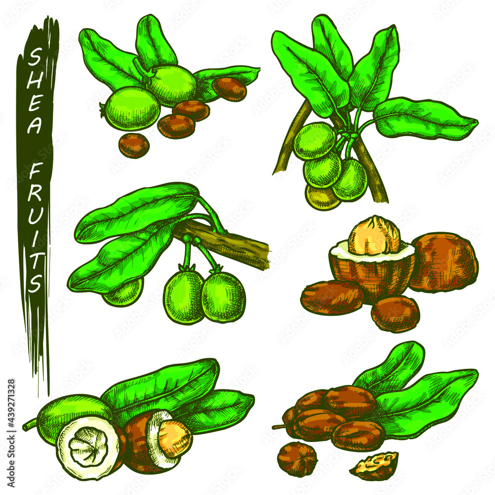 Shea fruit or nut sketch. Vector icons of shea tree plant, ripe seeds ...