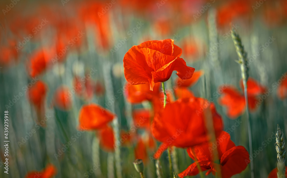Wonderful rural landscape. color contrast between poppy and green field ...