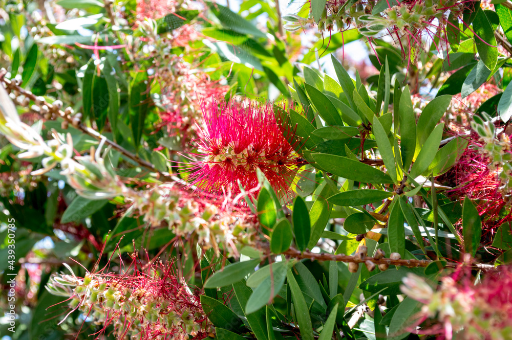 Foto de Stock Callistemon citrinus, también conocido con el nombre ...