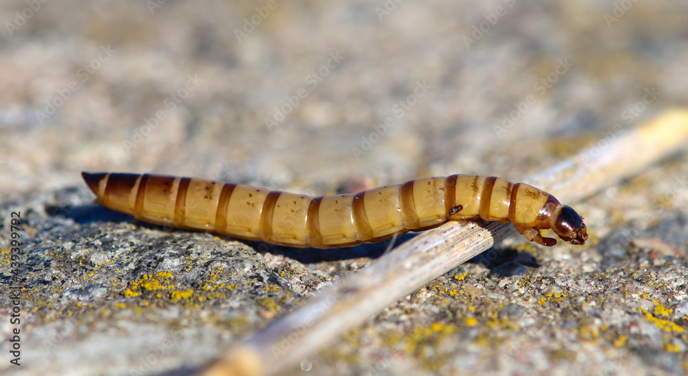 Zophobas morio is a species of beetle in the family of black beetles ...