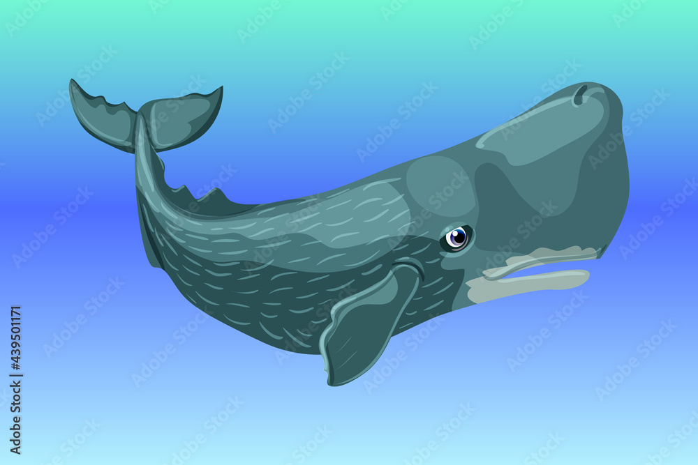 Atlantic right whale (Eubalaena glacialis) or Humpback whale (Megaptera ...