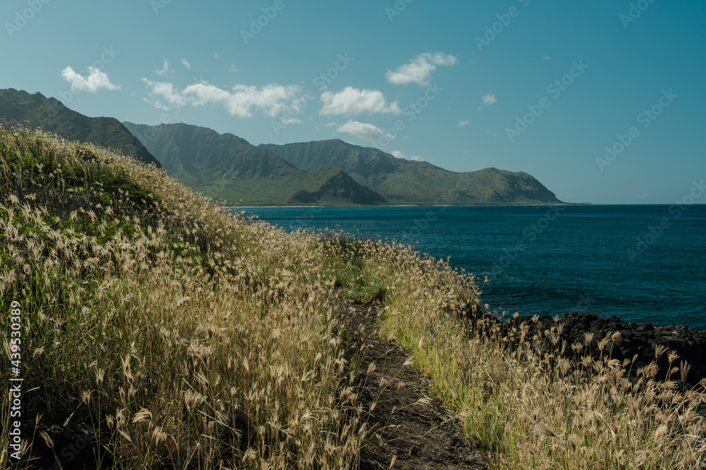 chloris barbata - swollen fingergrass. Kaena ponit trail, Oahu, Hawaii ...
