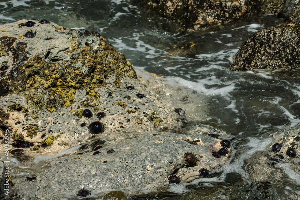 Foto Turbinaria ornata. ORNATE SEAWEED. Kaena Point State Park，Oahu ...