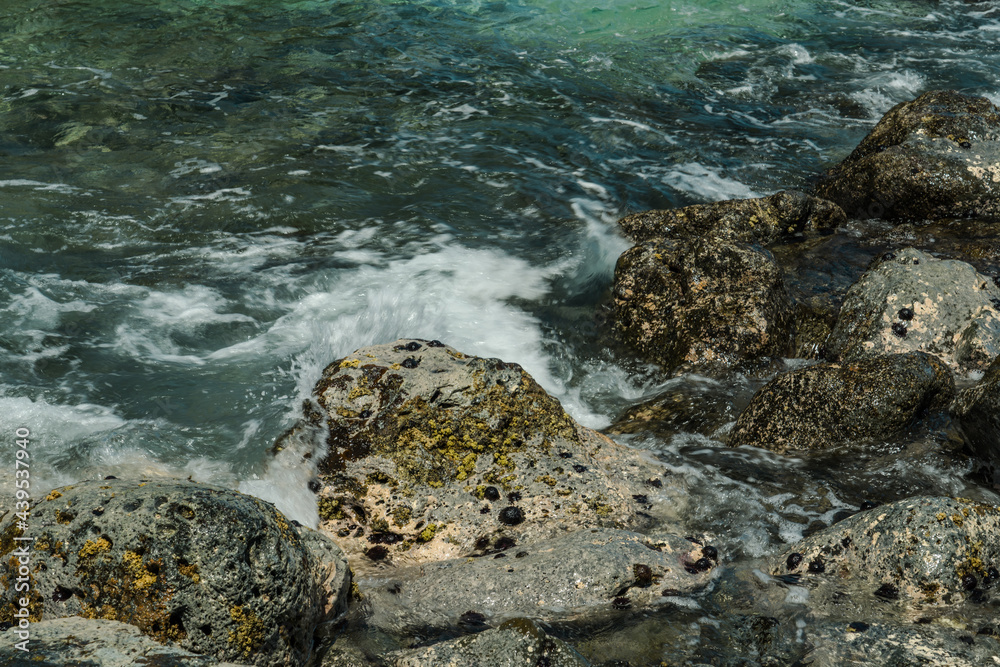 Foto Turbinaria ornata. ORNATE SEAWEED. Kaena Point State Park，Oahu ...