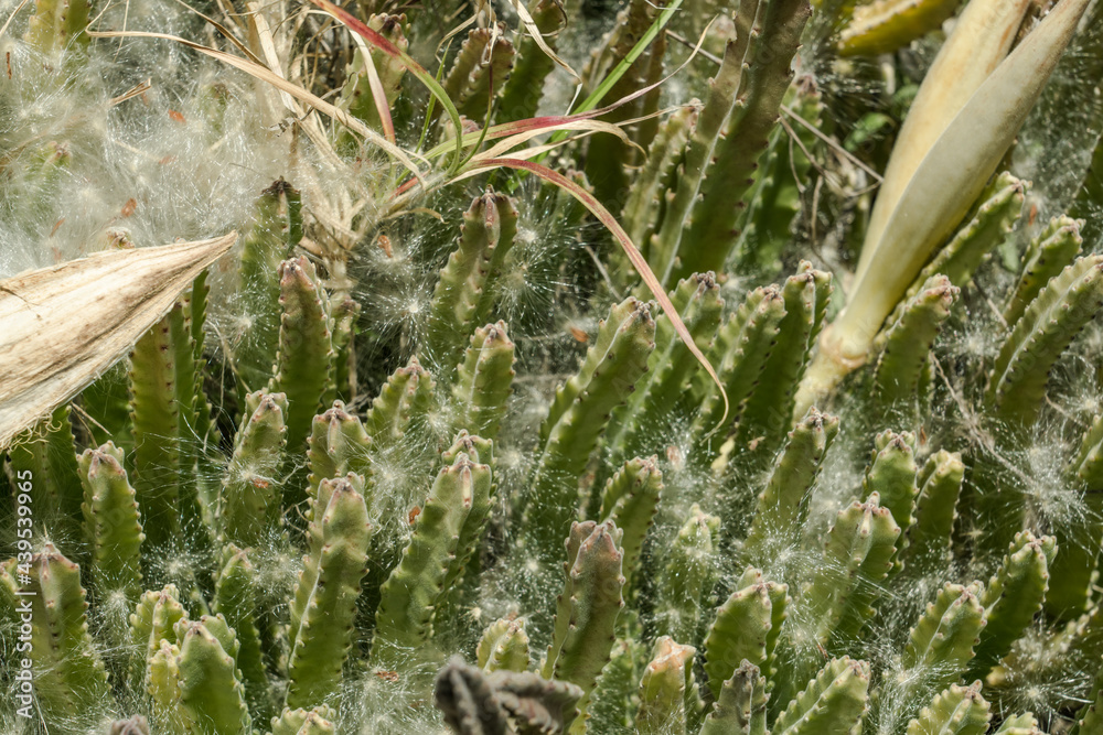 Stapelia gigantea is a species of flowering plant in the genus Stapelia ...