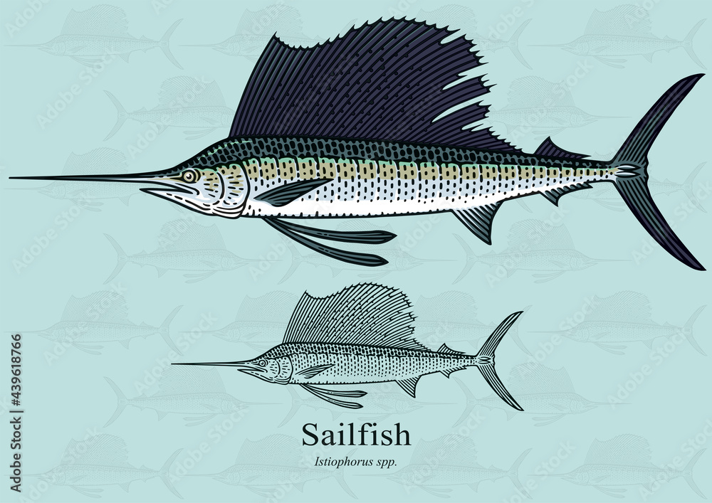 Sailfish. Vector illustration with refined details and optimized stroke ...