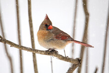 Female Cardinal In Snow 2 Free Stock Photo - Public Domain Pictures