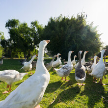Geese Free Stock Photo - Public Domain Pictures