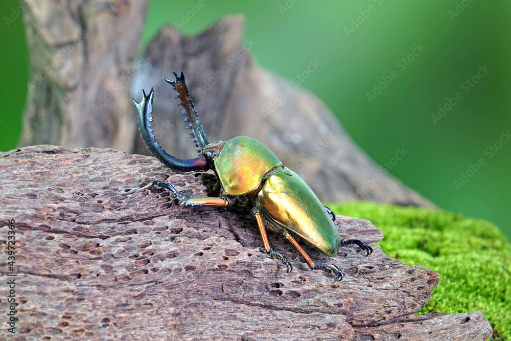 Sawtooth beetle (Lamprima adolphinae) is a species of stag beetle in ...