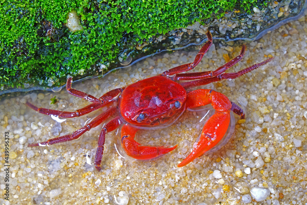 Red land crab (Phricotelphusa limula)(Male) One of world most beautiful ...