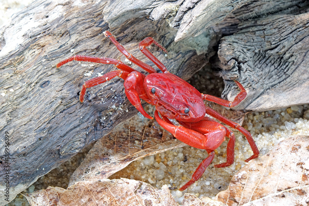 Red land crab (Phricotelphusa limula)(Male) One of world most beautiful ...