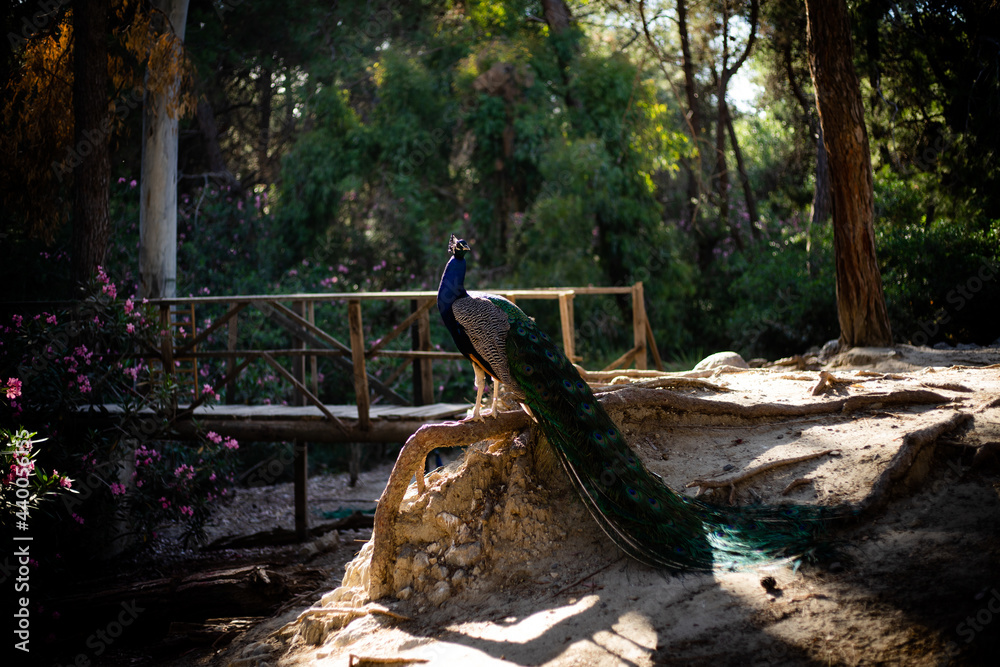 Foto de Stock Beautiful Peacock in wildlife during sunset in the plaka ...