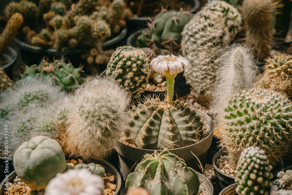 Cactus flowers, Gymnocalycium sp. with white flower is blooming on pot ...
