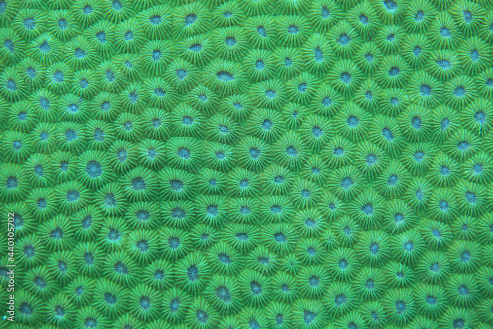 Close up Stony coral - Diploastrea heliopora. Family Faviidae. Coral ...
