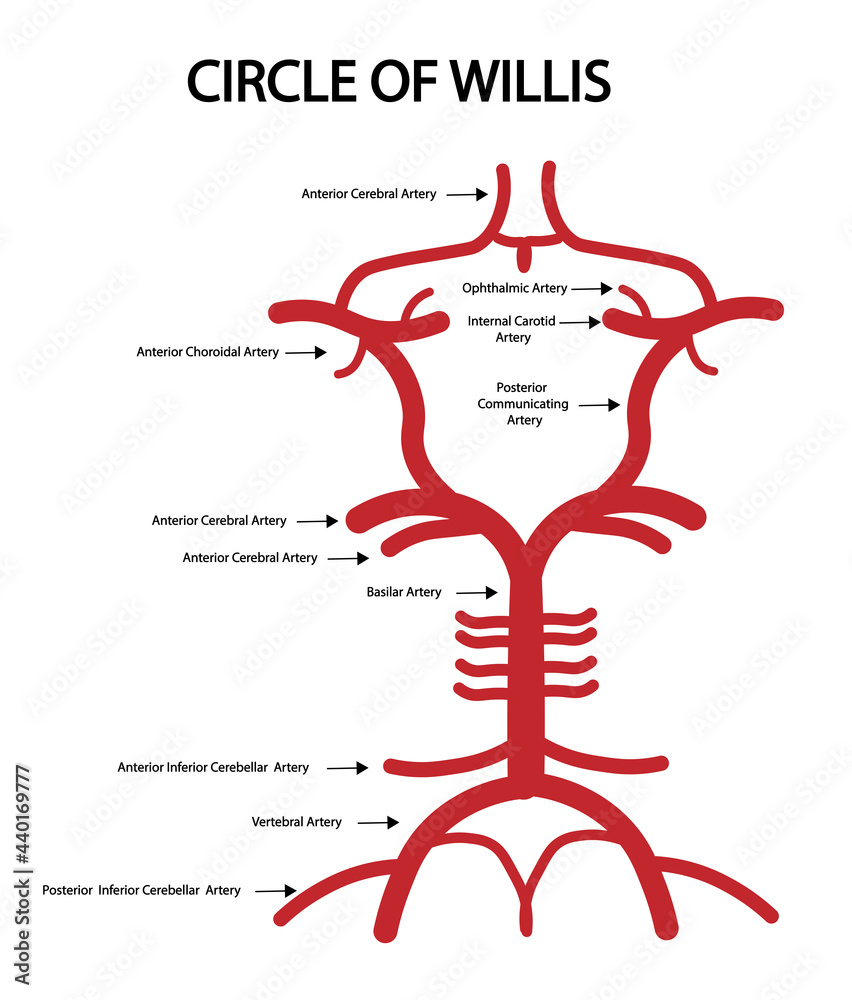 Circle of Willis Anatomy structures. Arterial Supply to the Brain Stock ...