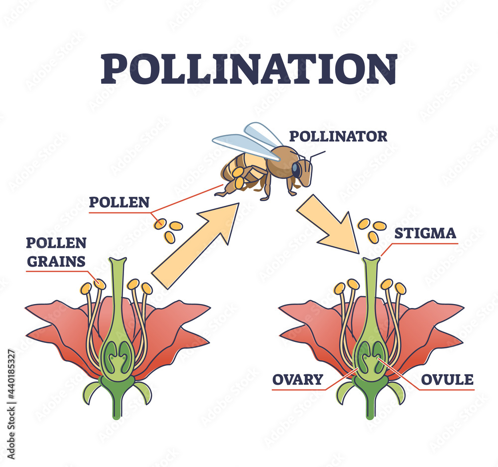 Pollination as plant reproduction and vegetation process in wildlife ...