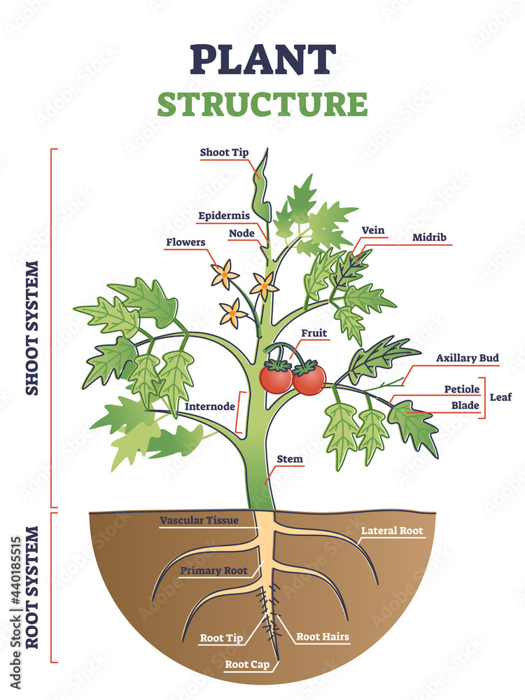 Plant structure with root, stem and leaf anatomical sections outline ...