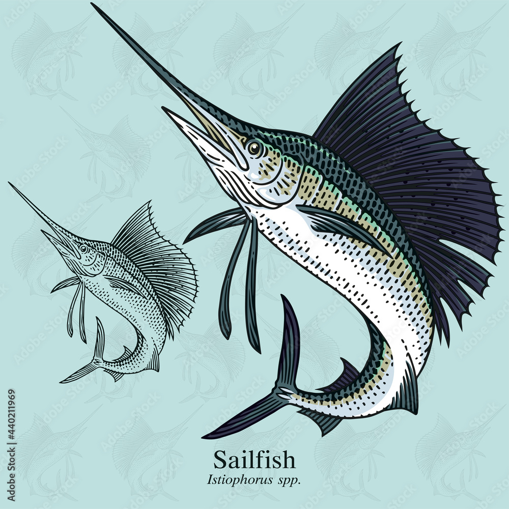 Jumping Sailfish. Vector illustration with refined details and ...