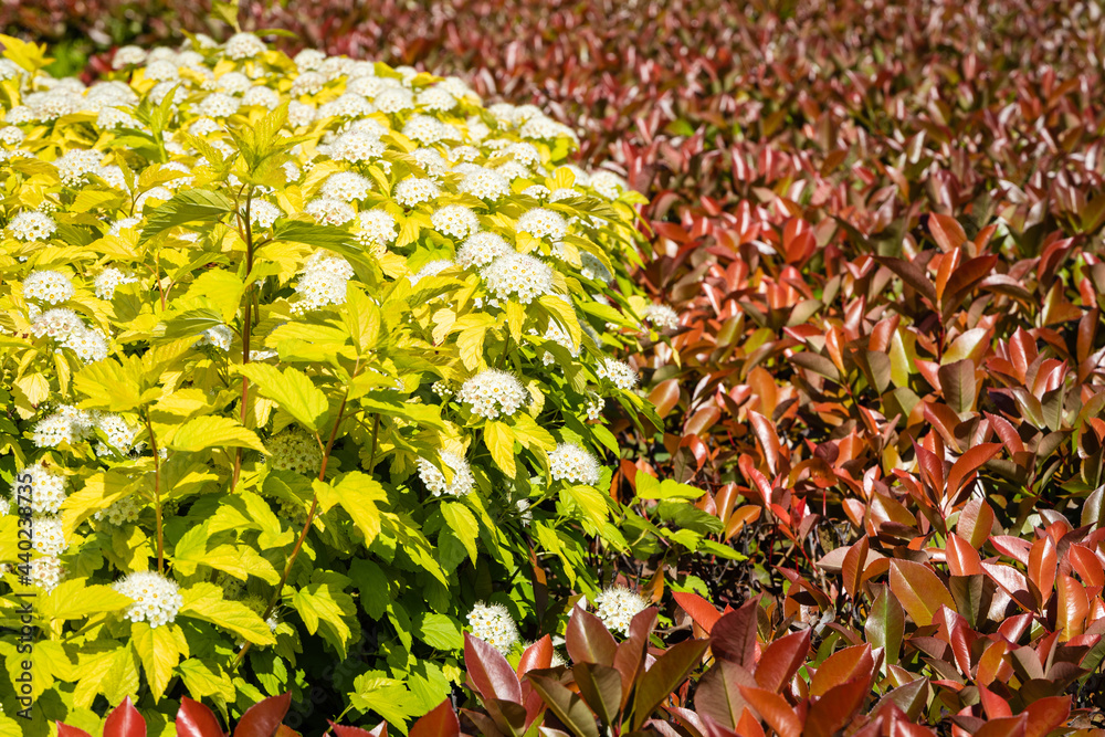 Beautiful red leaves of shrub Photinia fraseri 'Red Robin' and ...