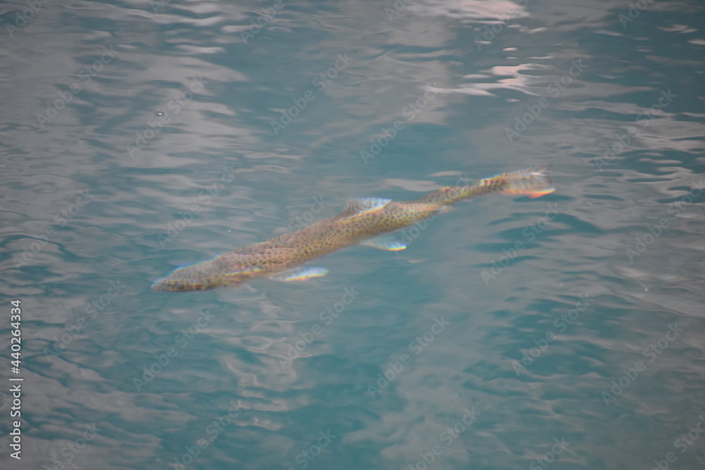 Trucha Fish in Laguna de la Niña Encantada, Cordillera de los Andes ...