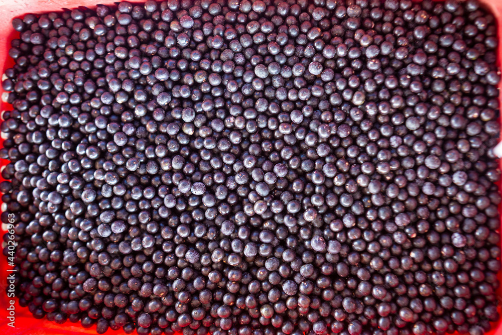 Closeup of fresh acai berry fruits in an industry farm in the amazon ...