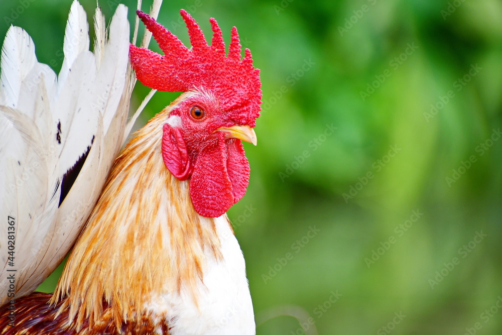 Brown feathered bantam with red crest and blurred green background. The ...
