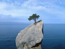 Tree Growing From A Rock Free Stock Photo - Public Domain Pictures