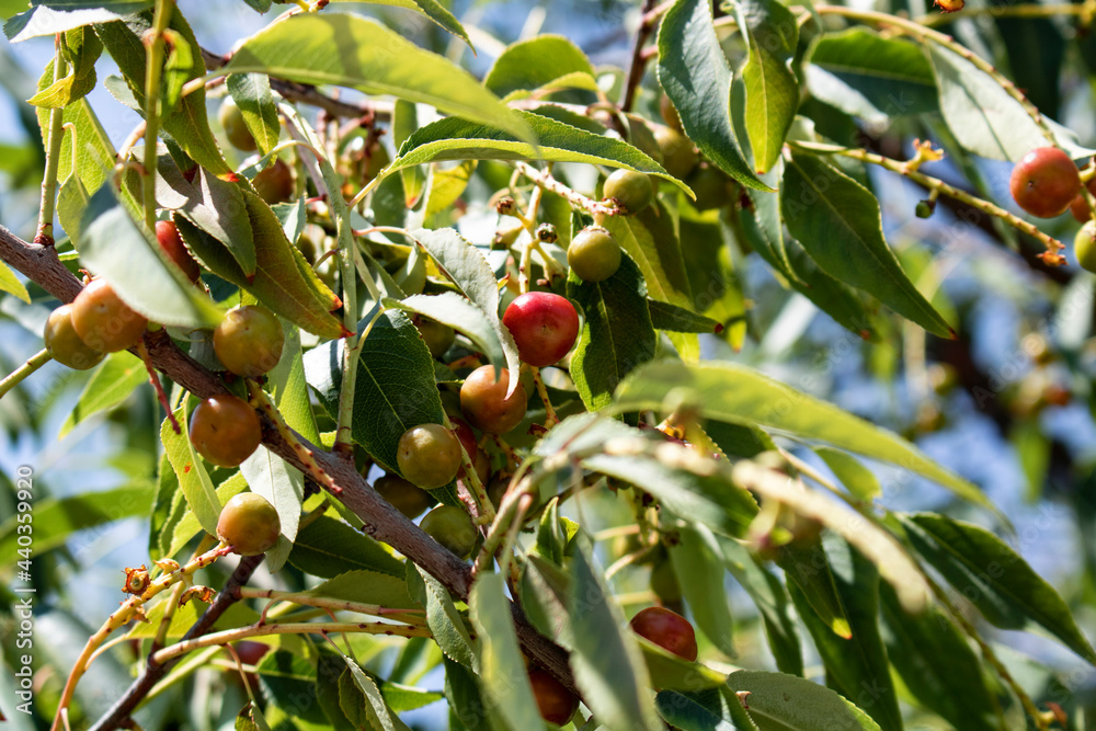 Purunus salicifolia, mexican tree which provide a berry called capulin ...
