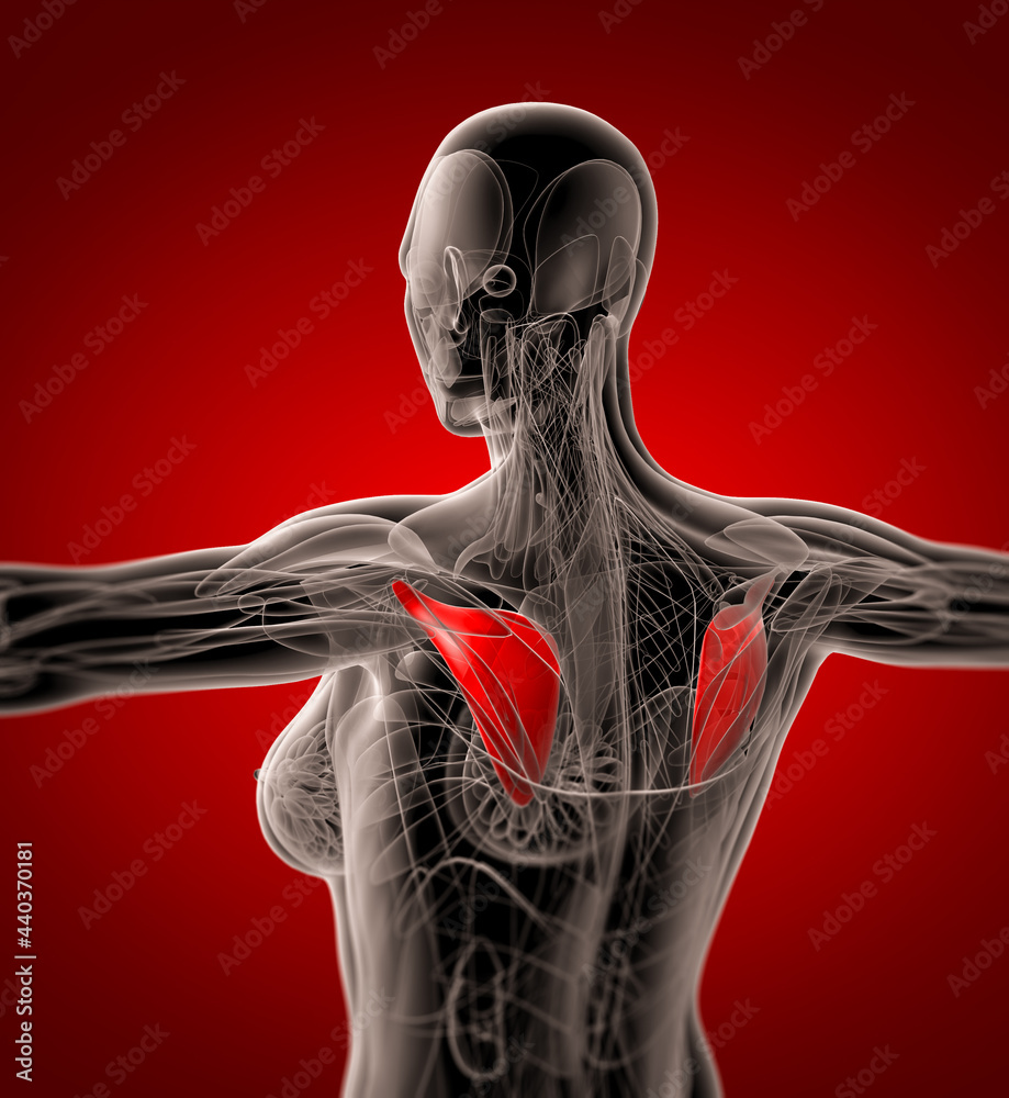medical illustration of the subscapularis Stock Illustration | Adobe Stock