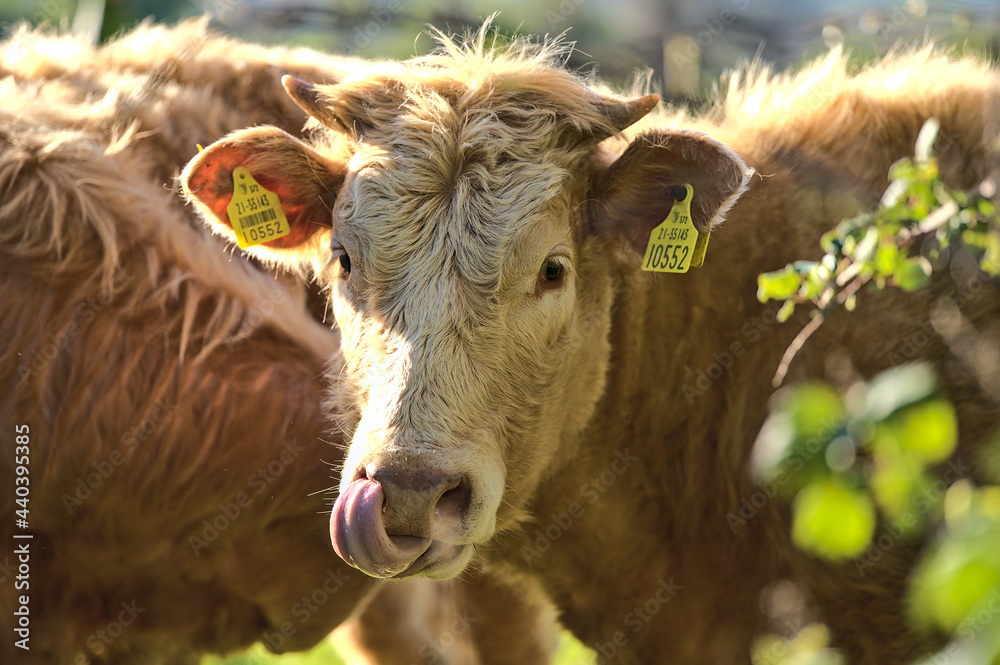 Foto Beautiful closeup view of brown cow head and tongue with yellow ...