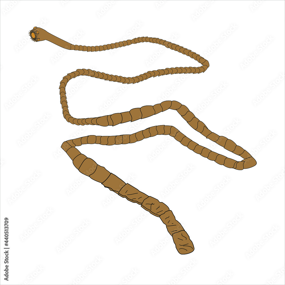 Vector de Stock Animal parásito la tenia solitaria nombre científico ...