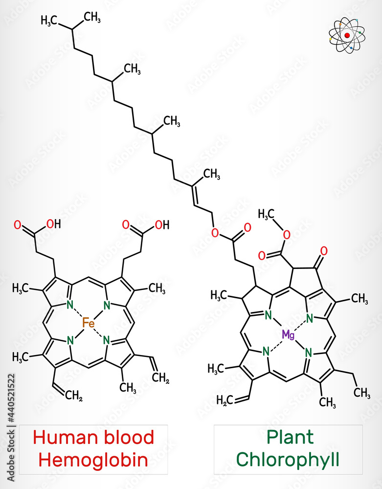 Plant Chlorophyll and human blood Hemoglobin (Heme B, haem B) molecule ...