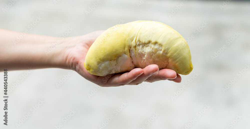 Close up A woman handle durian show the yellow durian meat to eat. The ...