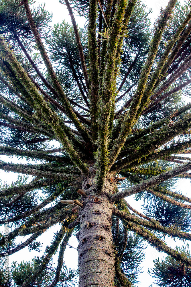 Araucaria angustifolia, isolated Paraná pine. Giant prehistoric tree ...