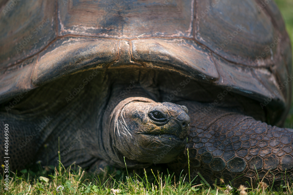 Aldabra giant tortoise (Aldabrachelys gigantea) resembling known ...