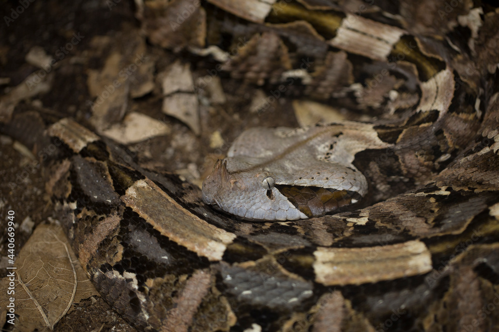 Gaboon viper (Bitis gabonica) with camouflage coloration of its body on ...